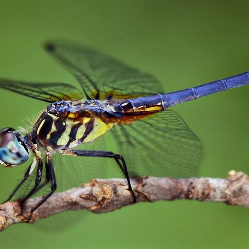 Подтип Трахейные (Tracheata), Класс Насекомые (Insecta)